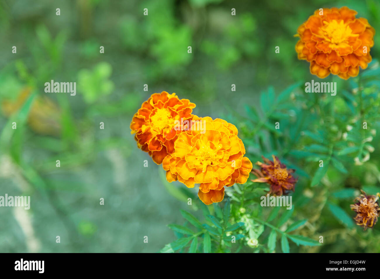 Beautiful blooming marigold flowers hi-res stock photography and images ...
