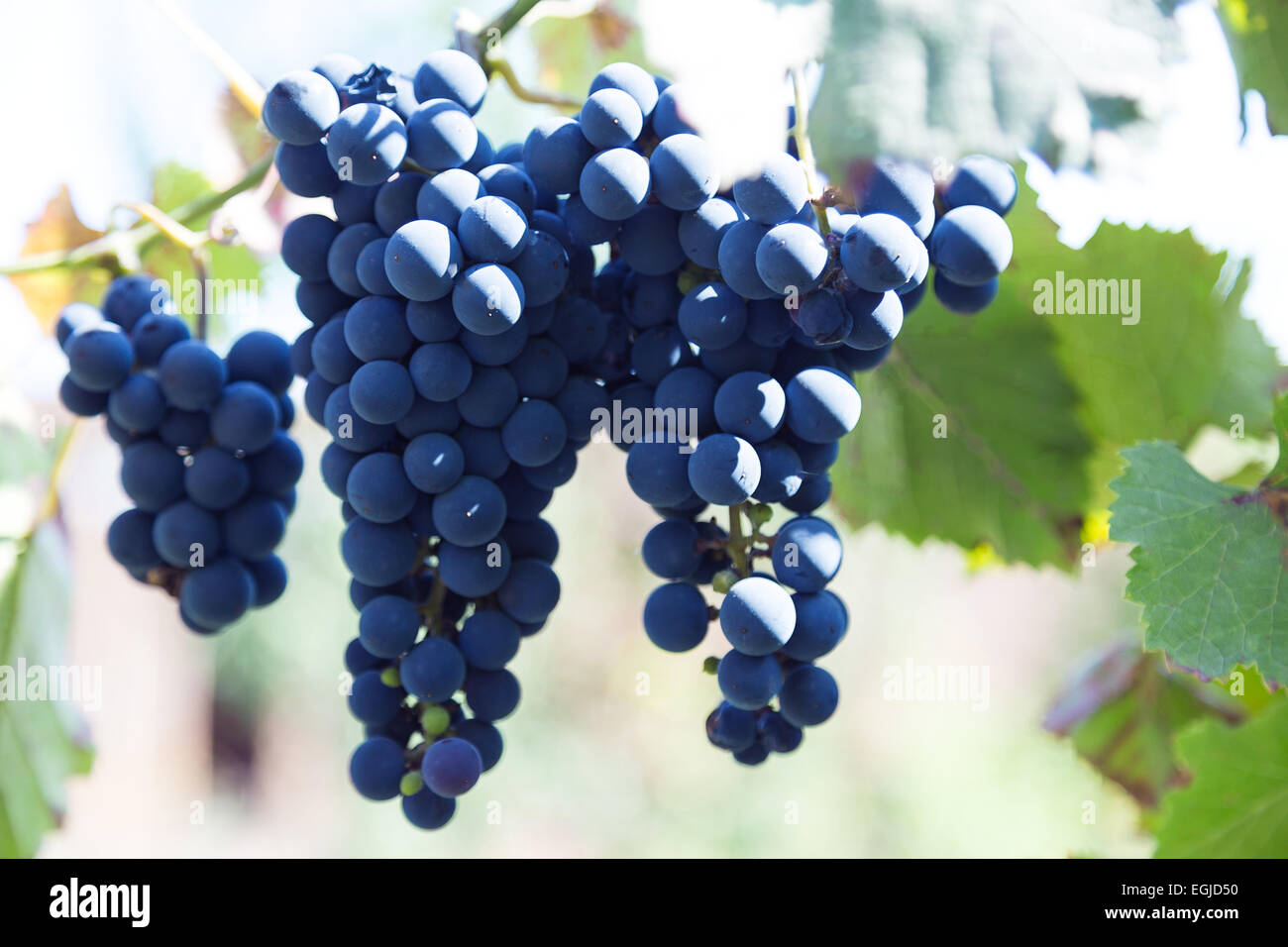 bunch of blue grapes in the garden Stock Photo - Alamy