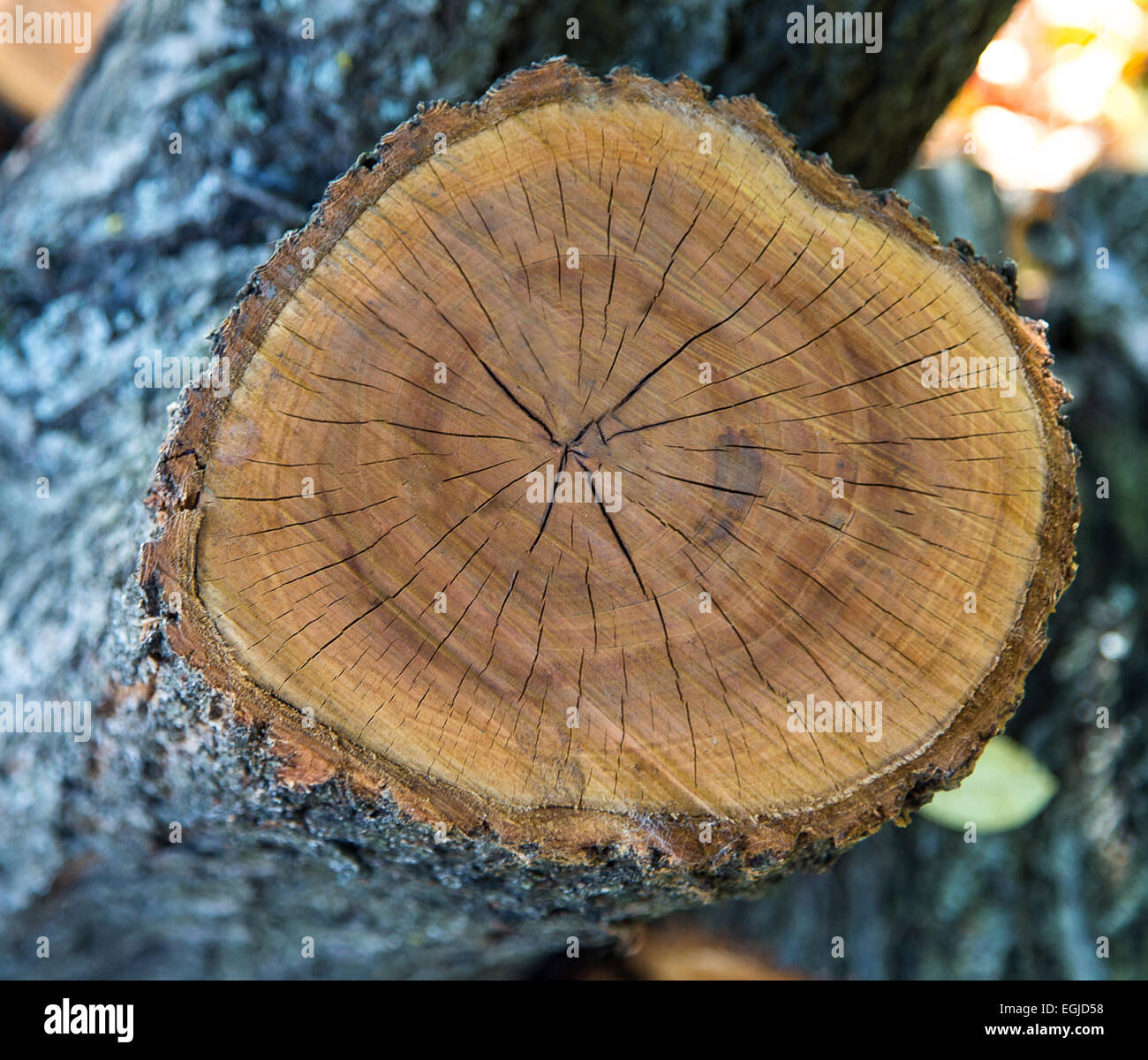 wood cut texture stump bark Stock Photo - Alamy