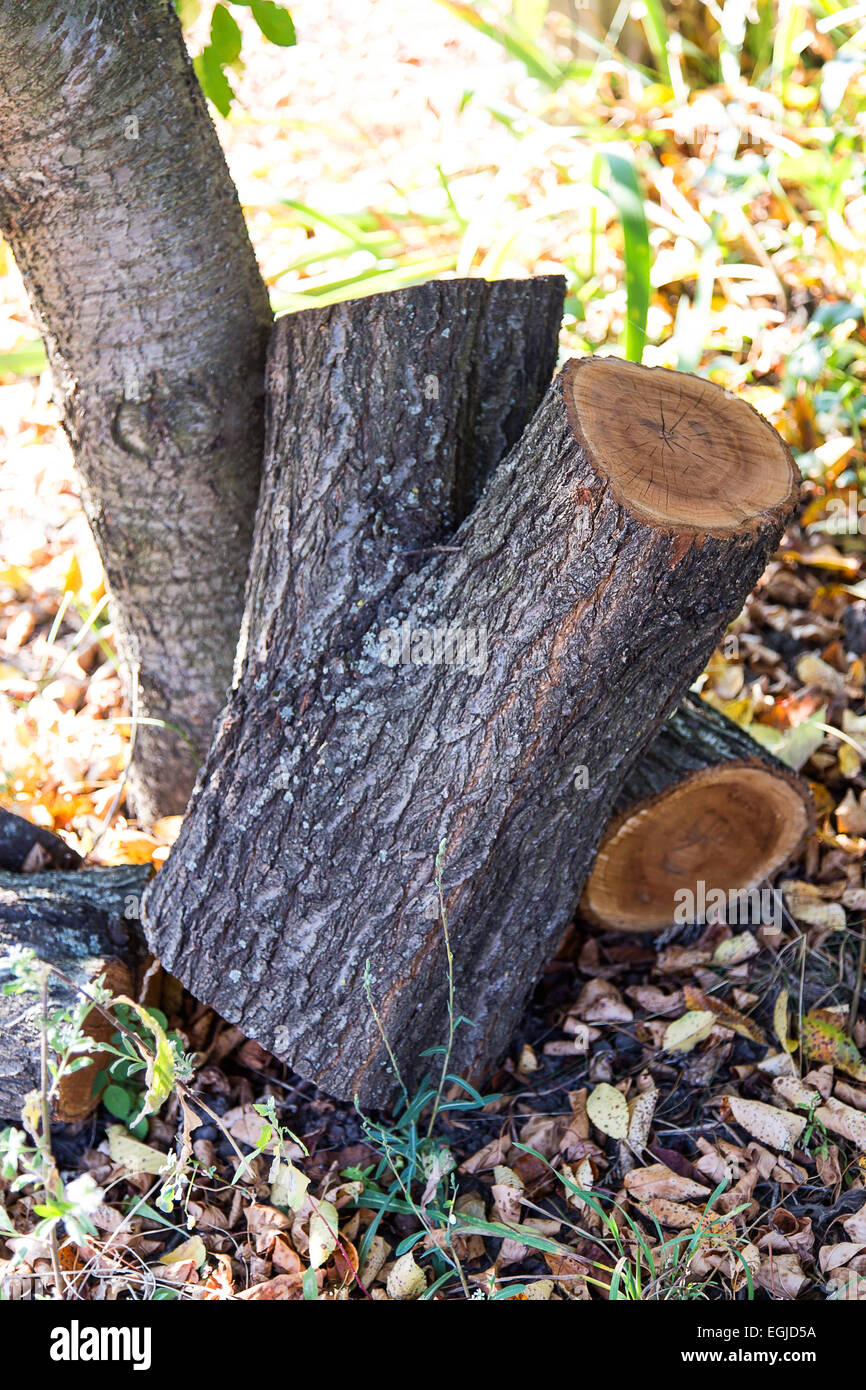 wood cut texture stump bark Stock Photo - Alamy