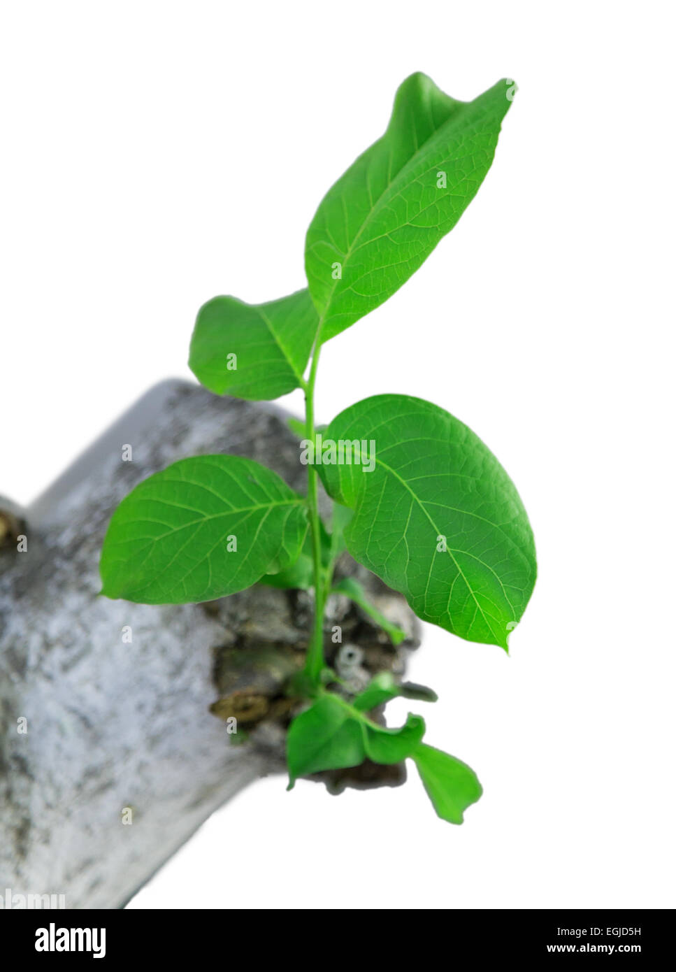 sprout walnut isolated on white background Stock Photo - Alamy