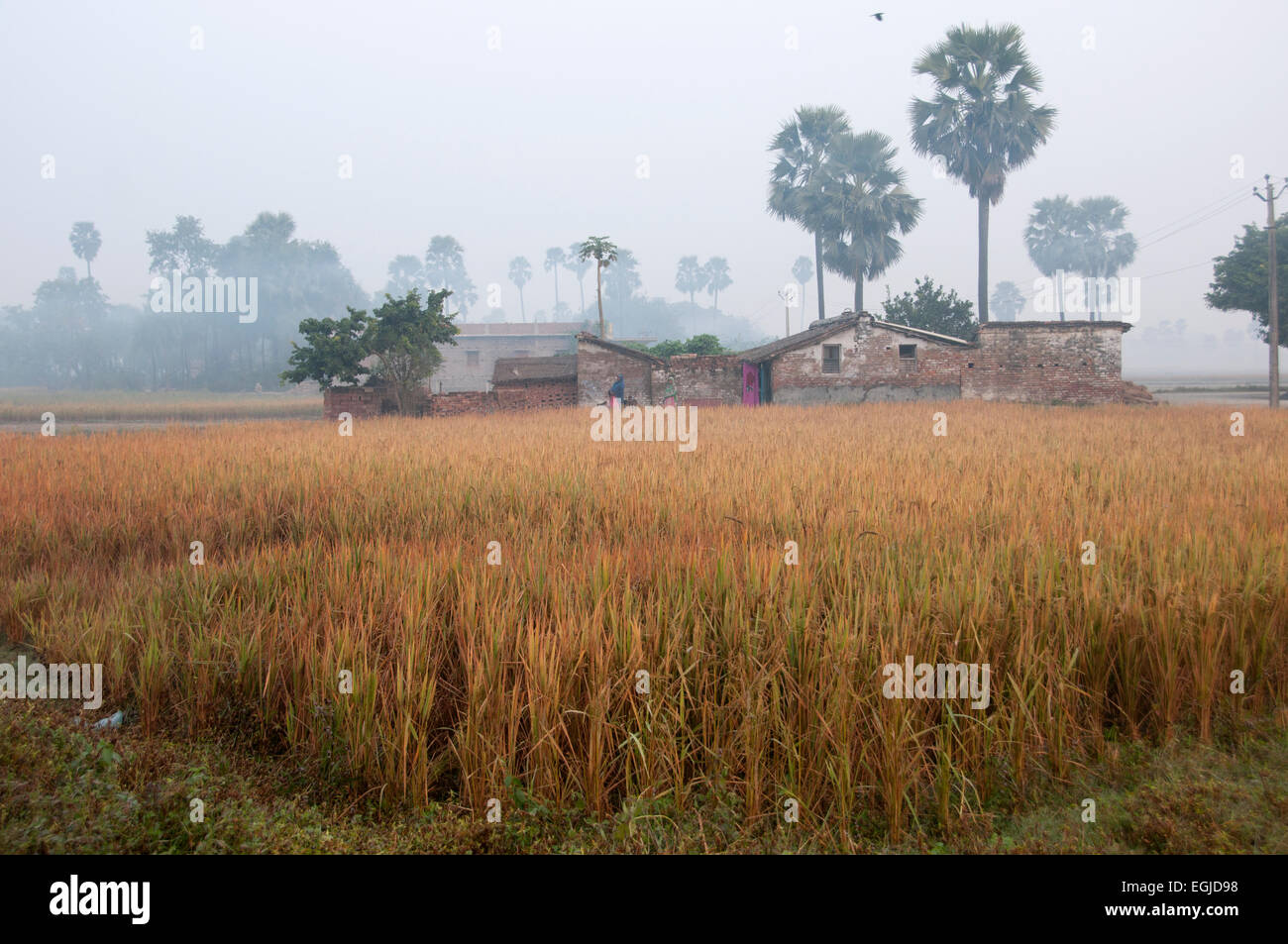 Bihar Village Stock Photos & Bihar Village Stock Images - Alamy