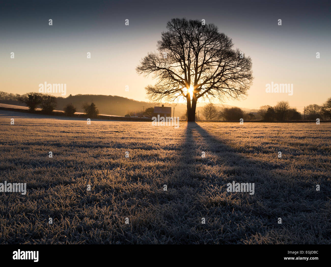 Silhouette of a tree with winter sun rising behind on a clear frosty ...