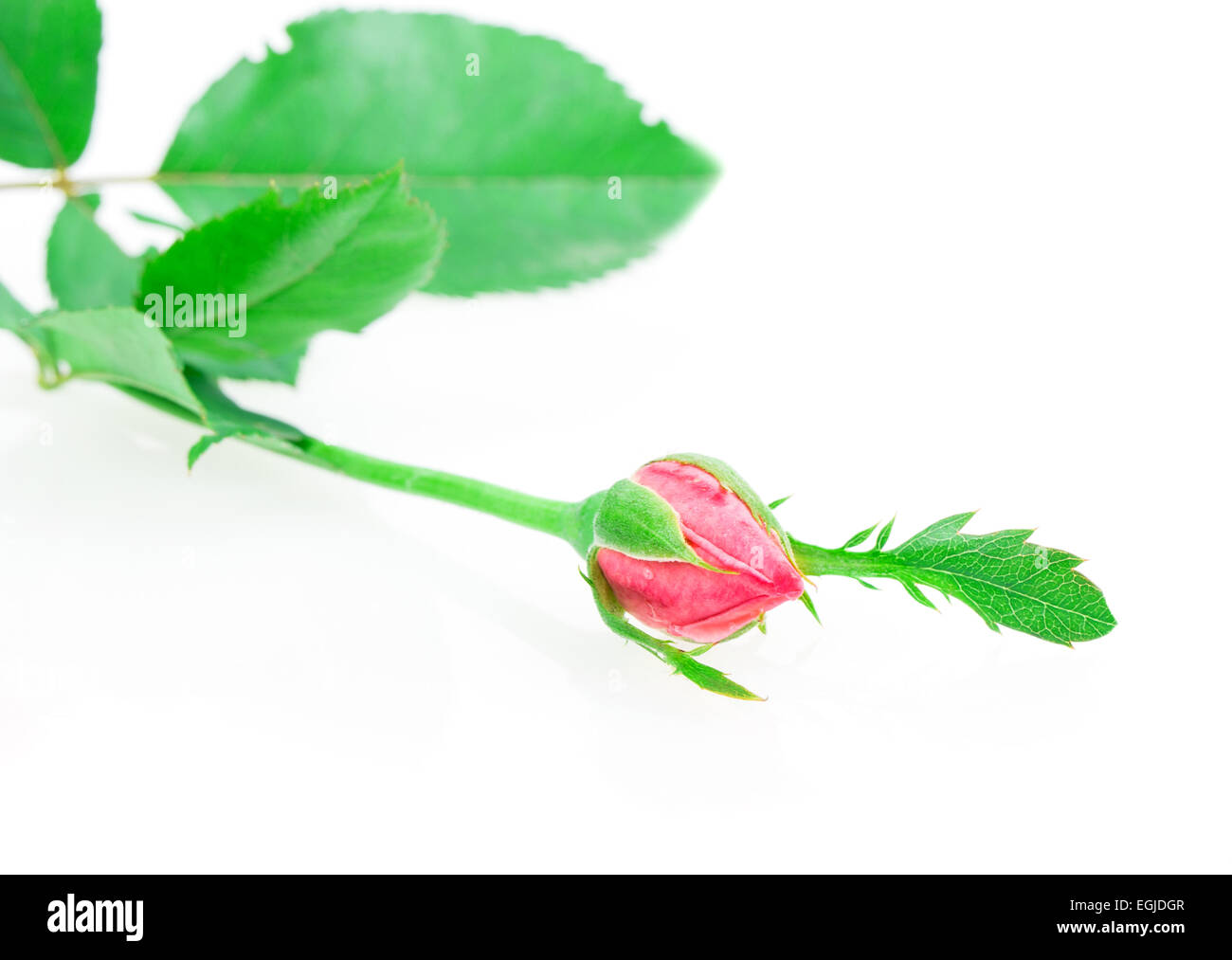 rosebud rose isolated on white background Stock Photo - Alamy