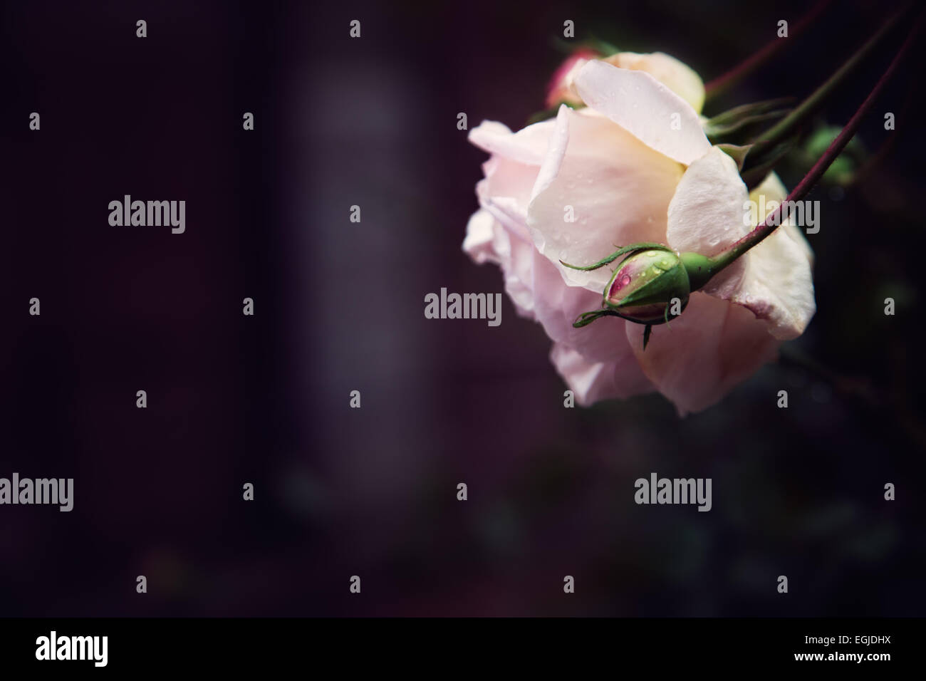 Dark pink rose bud hi-res stock photography and images - Alamy