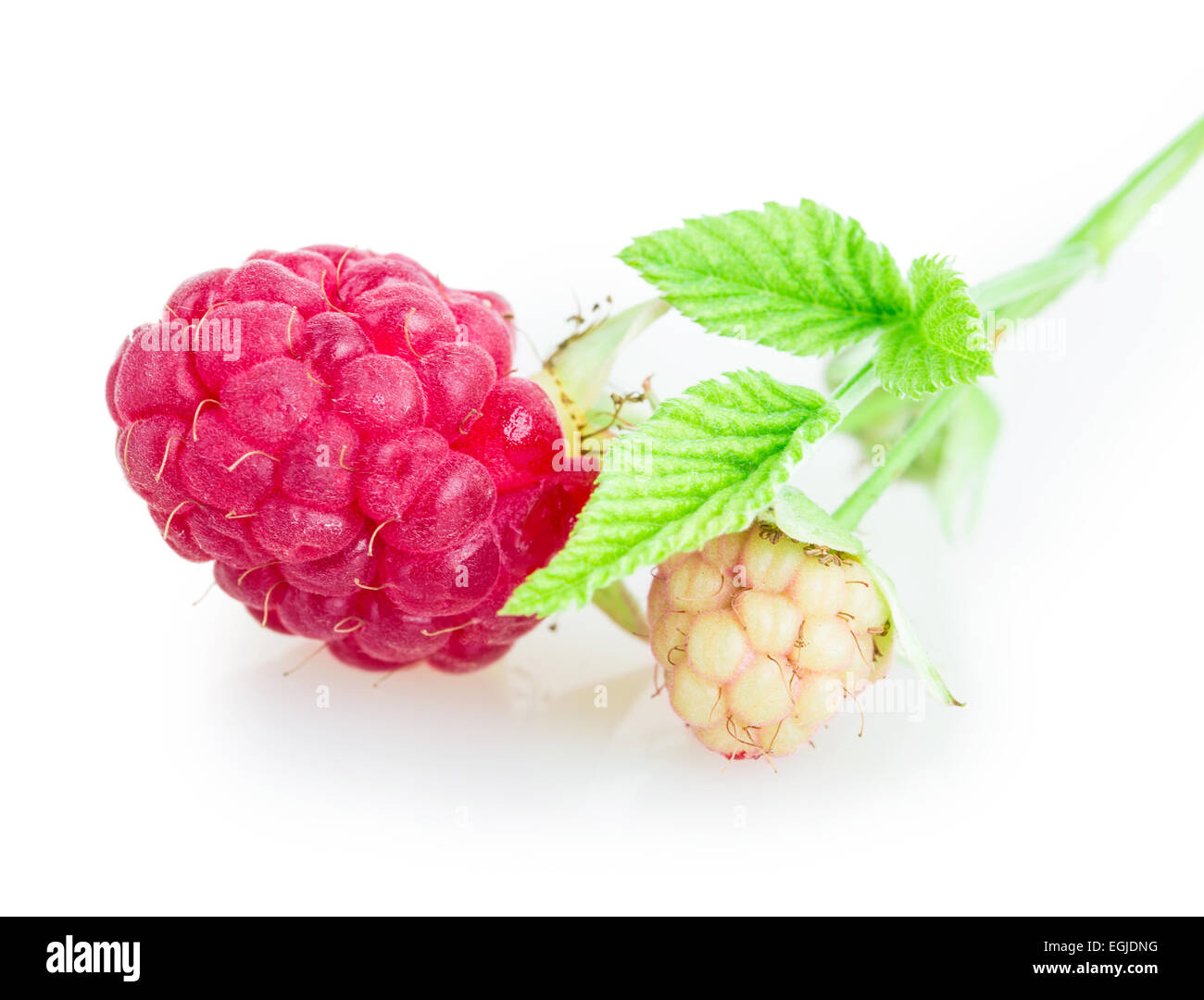 raspberries isolated on white background Stock Photo - Alamy