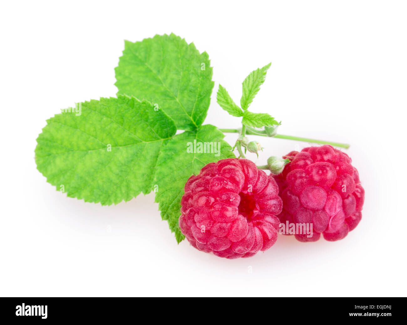 raspberries isolated on white background Stock Photo - Alamy