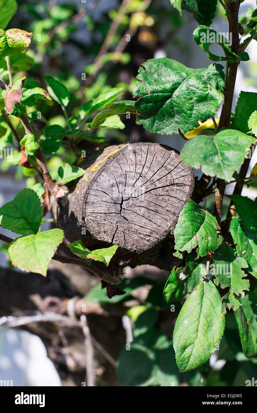 cut trees in the garden Stock Photo - Alamy
