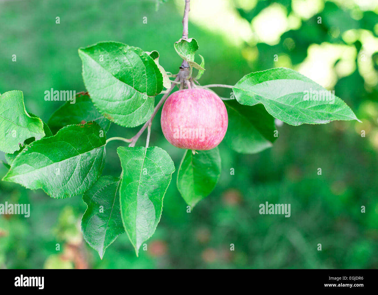 apple tree ripe among green leaves Stock Photo - Alamy