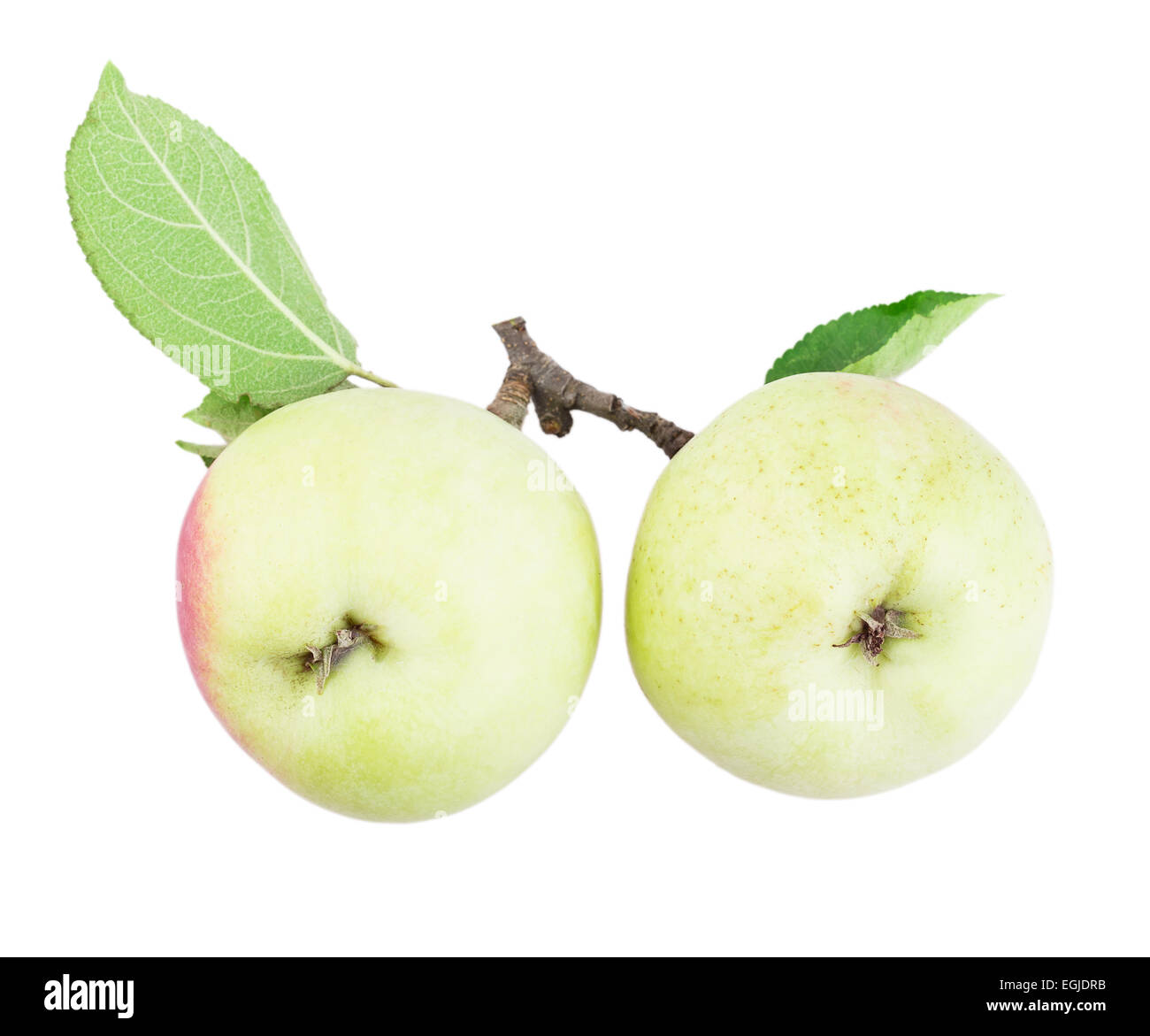 two apples isolated on white background Stock Photo - Alamy