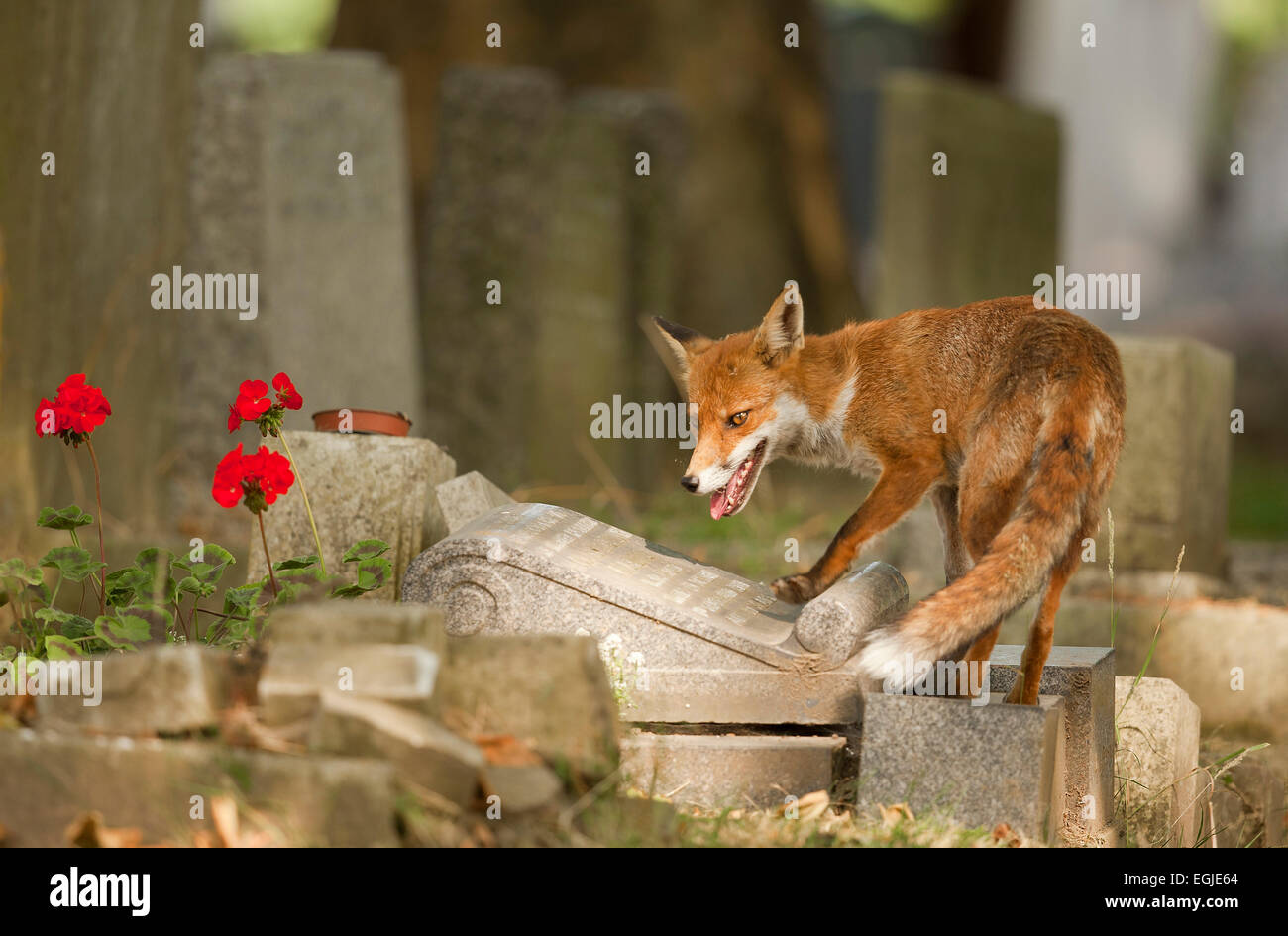 Urban Red Fox, Vulpes vulpes, London, UK Stock Photo - Alamy