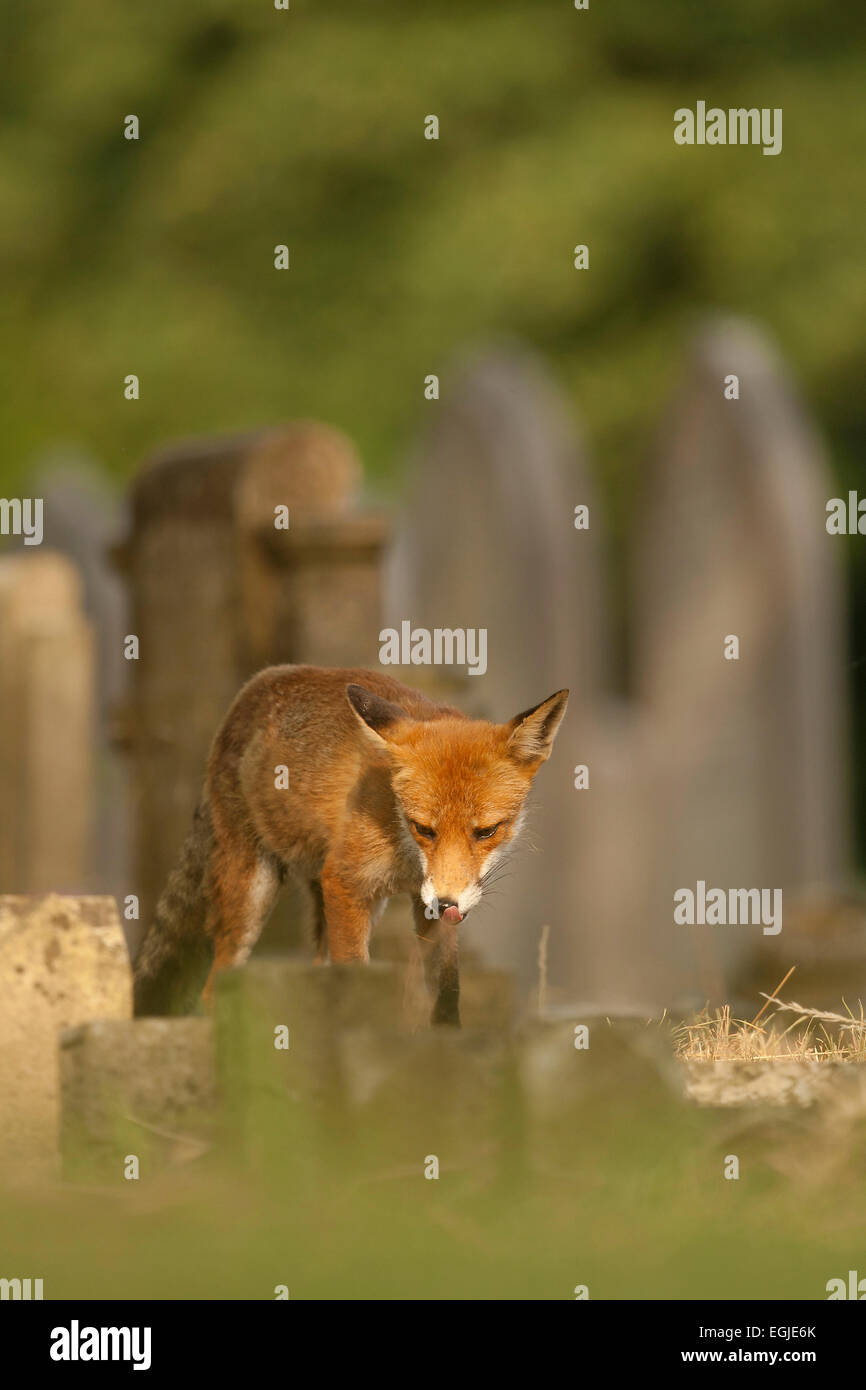Urban Red Fox, Vulpes vulpes, London, UK Stock Photo - Alamy