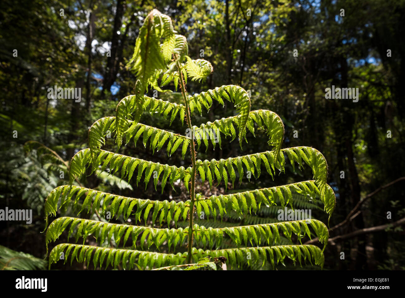 Backlit fern leaf in the bush near Paihia, Northlands, New Zealand ...
