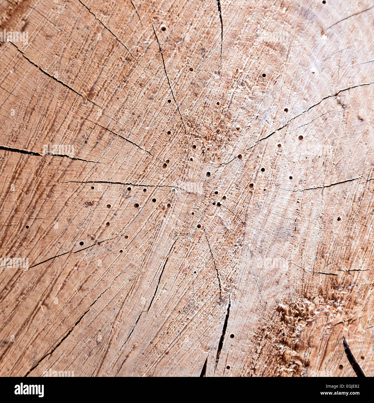 Wood circle texture slice background Stock Photo - Alamy