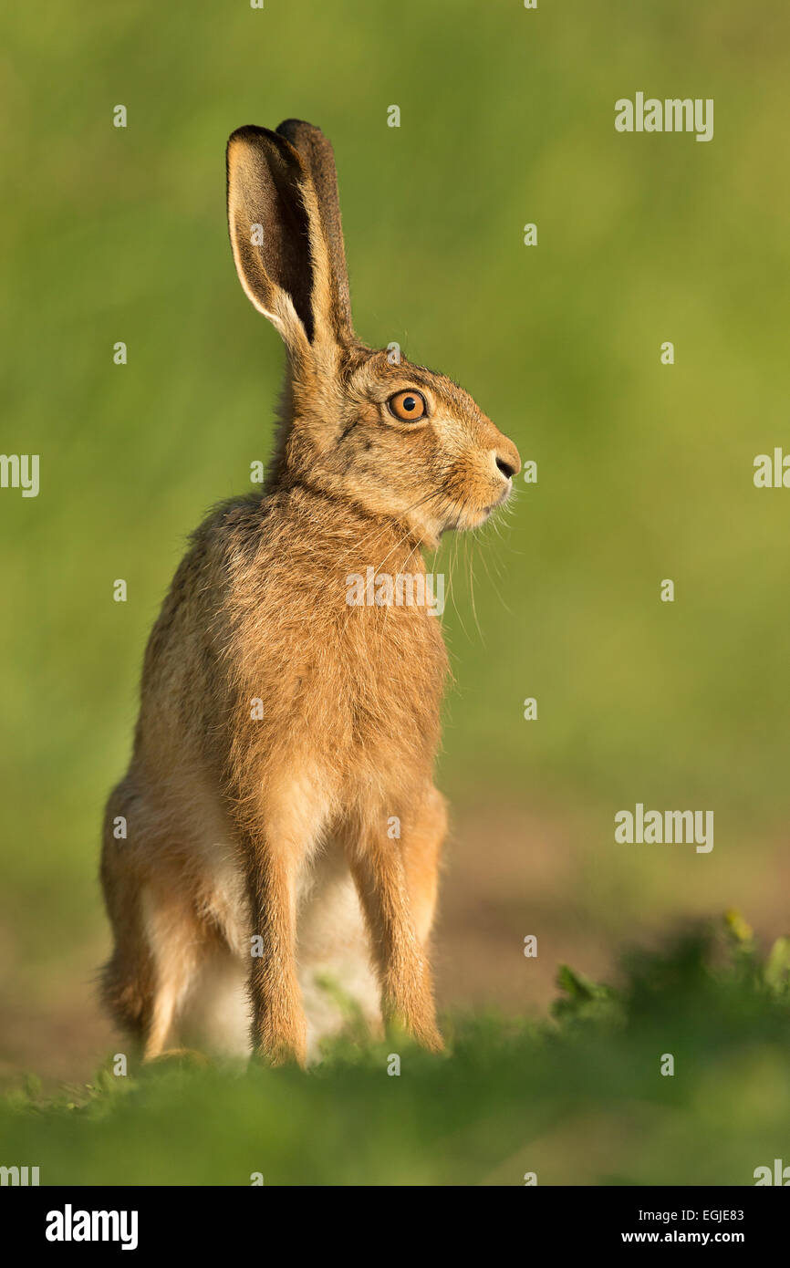 Mammal european hare hi-res stock photography and images - Alamy