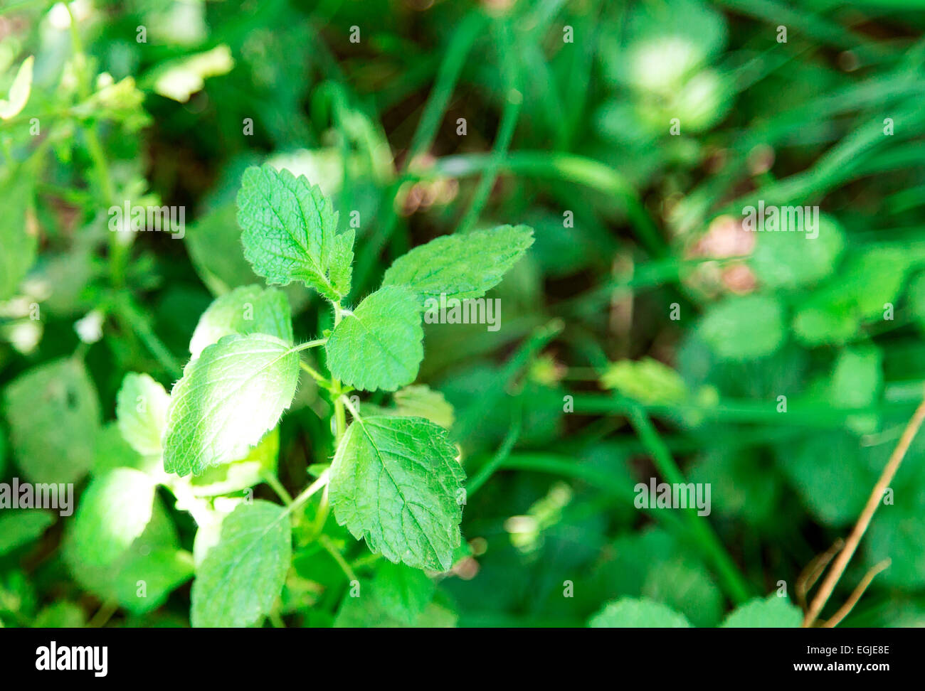 grass, weed, lemon balm green grow Stock Photo - Alamy