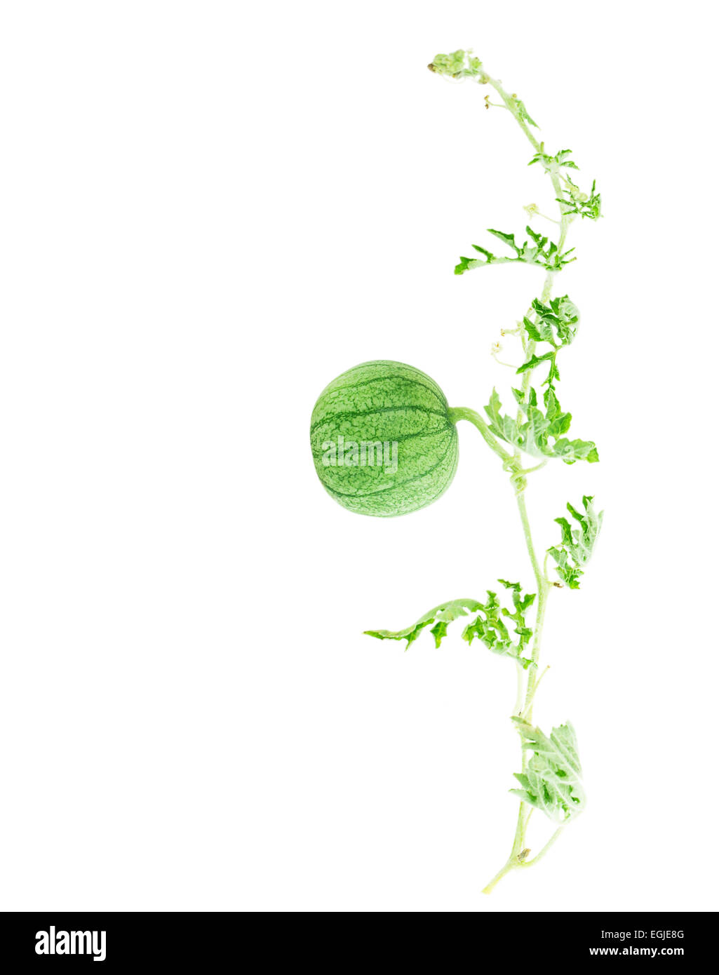 not ripe watermelon isolated on white background Stock Photo - Alamy