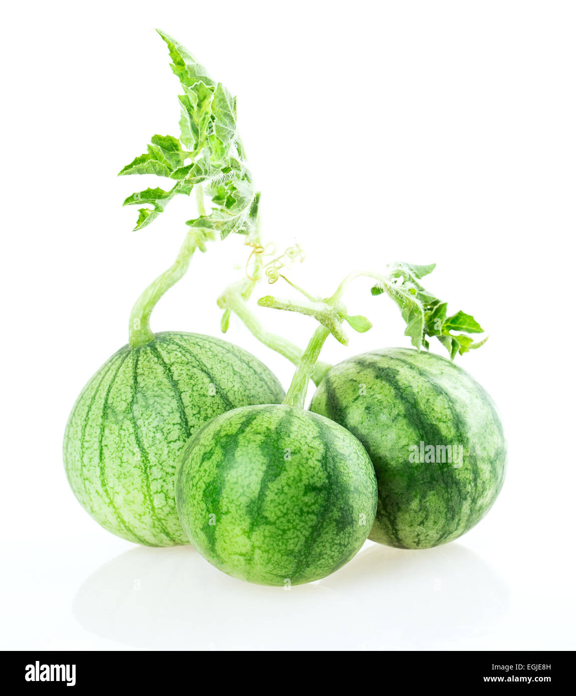 not ripe watermelon isolated on white background Stock Photo - Alamy