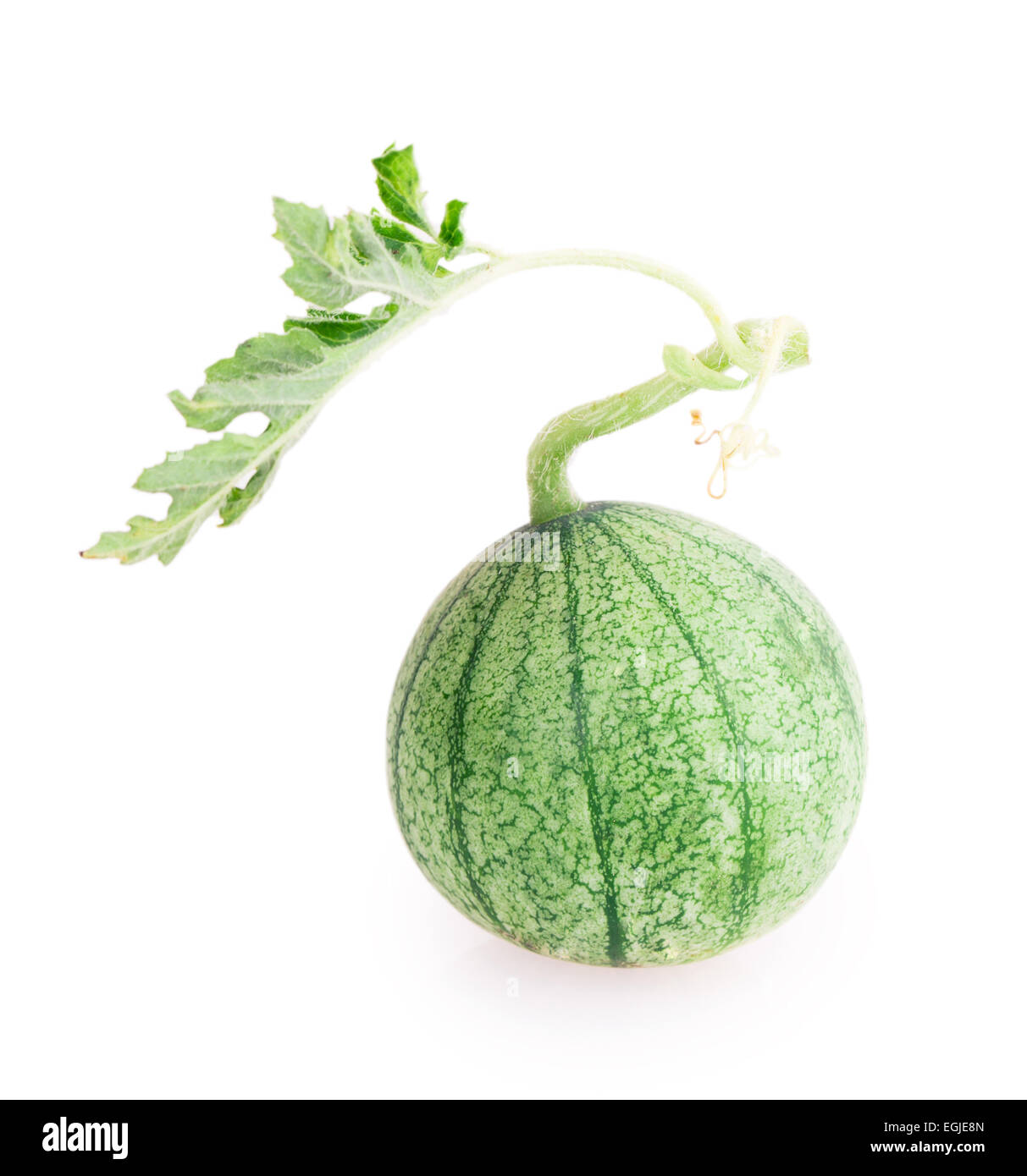 not ripe watermelon isolated on white background Stock Photo - Alamy