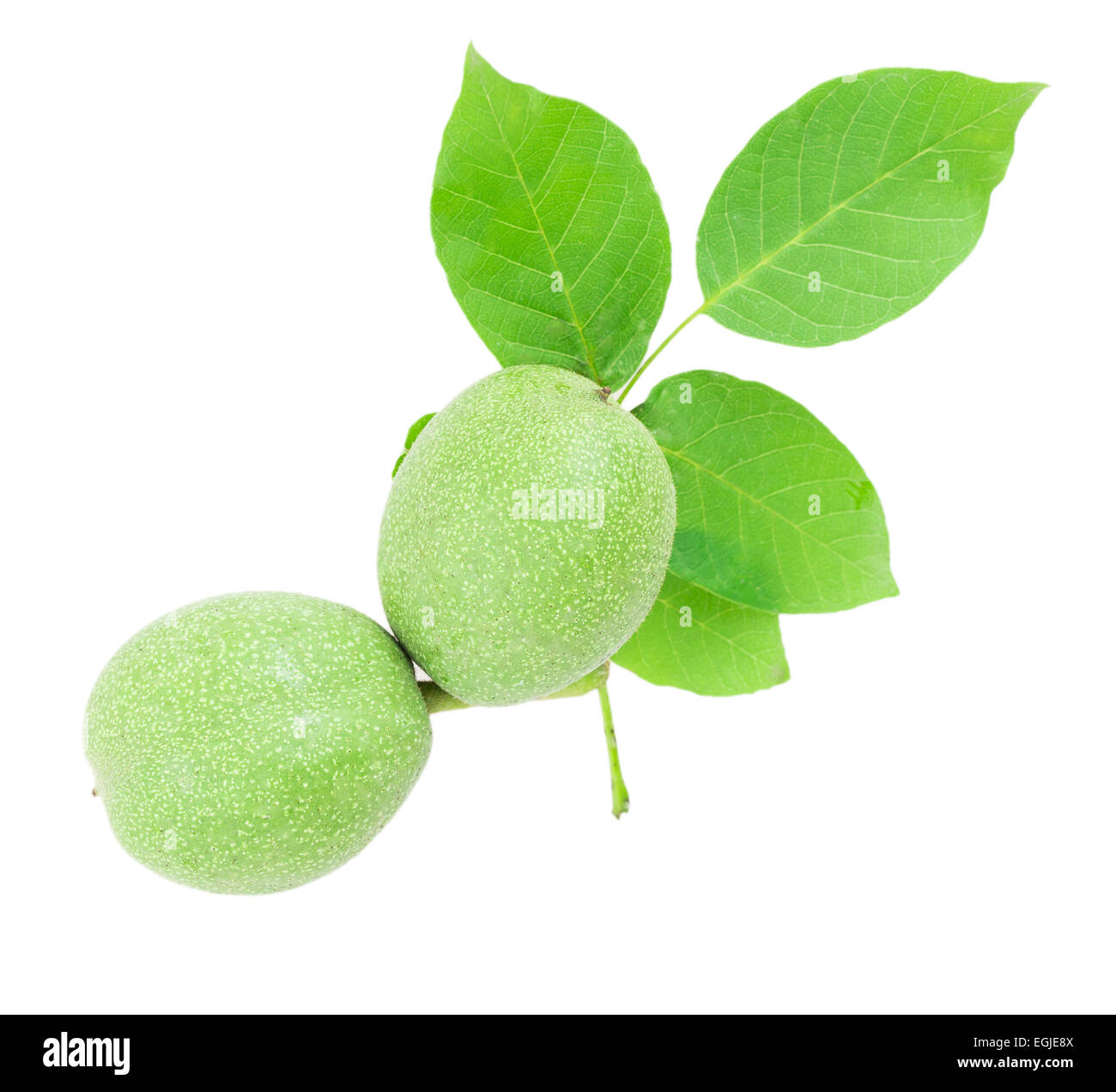 green walnuts isolated on white background Stock Photo - Alamy