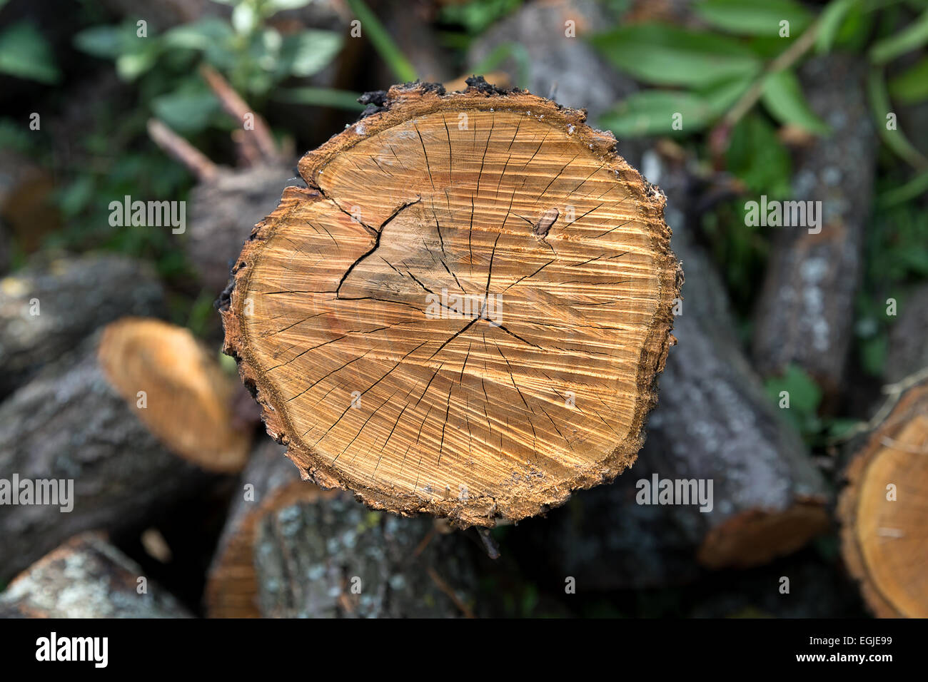 Wood circle texture slice background Stock Photo - Alamy