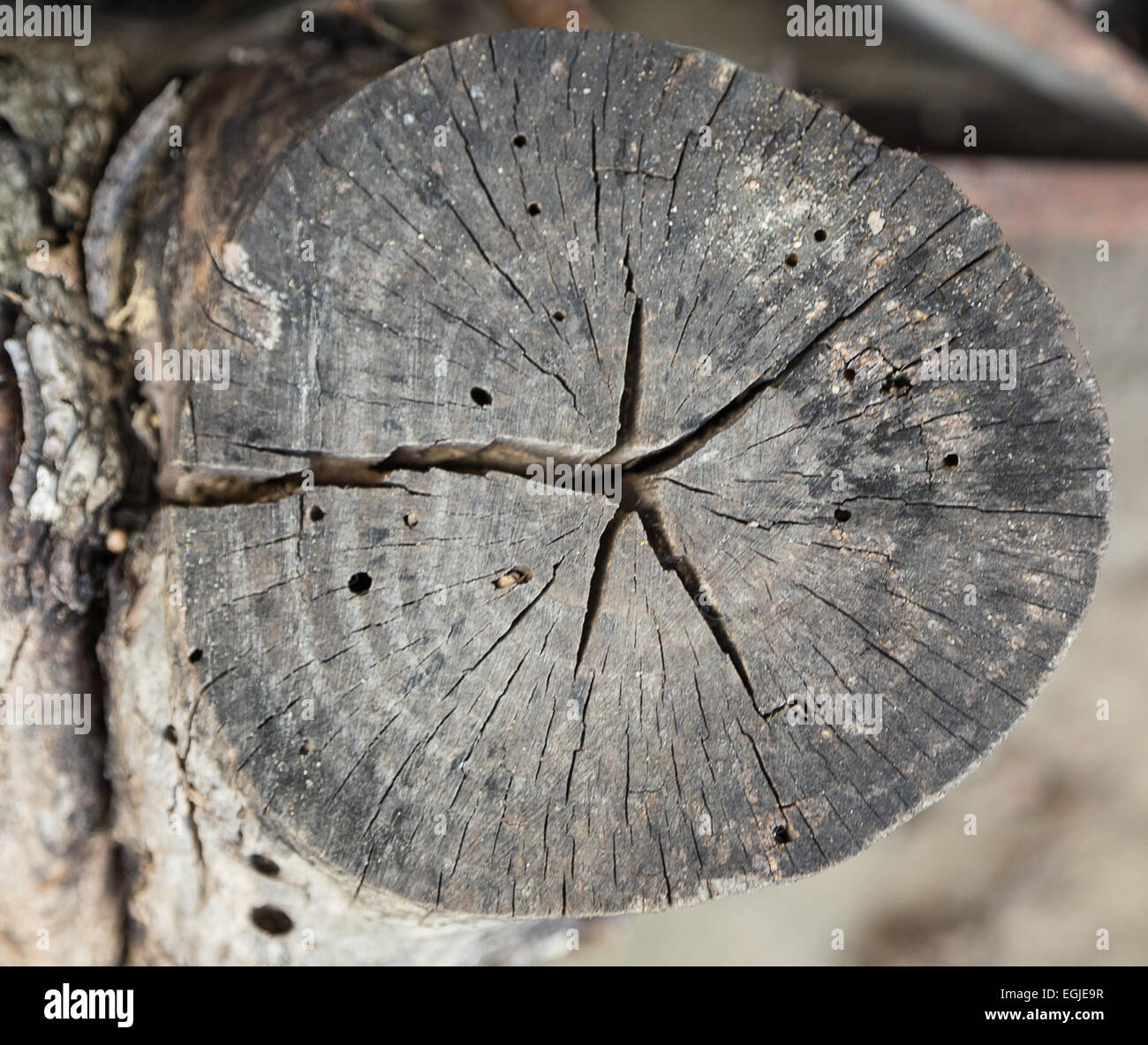 Wood circle texture slice background Stock Photo - Alamy