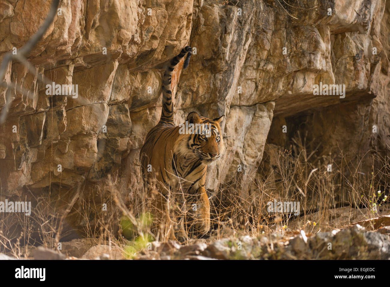 Wild Bengal tiger scent marking a rock face in Ranthambhore national ...