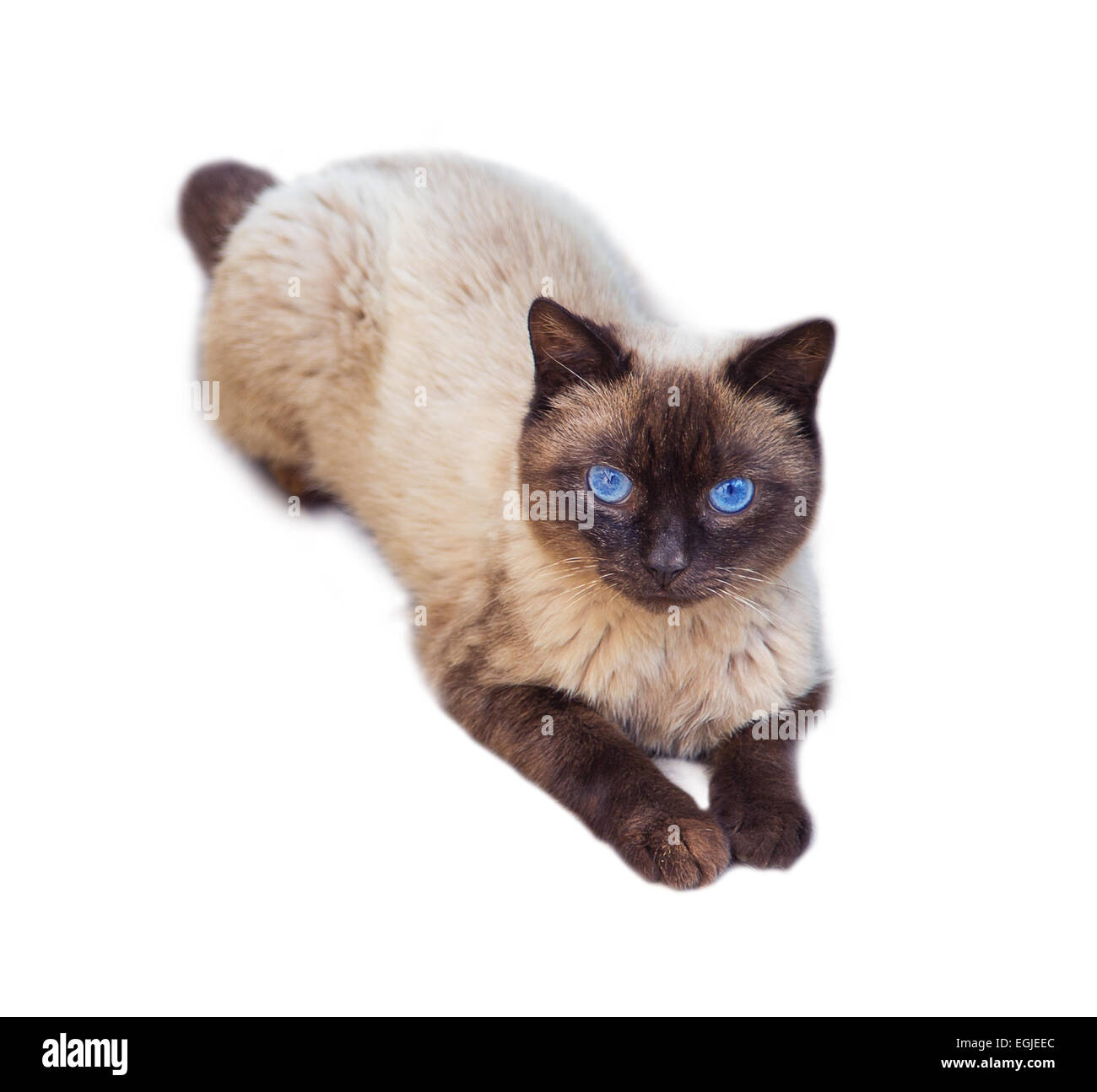 Siamese cat isolated on a white background Stock Photo - Alamy