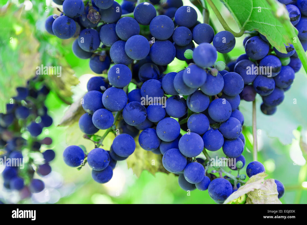 bunch of blue grapes in the garden Stock Photo - Alamy