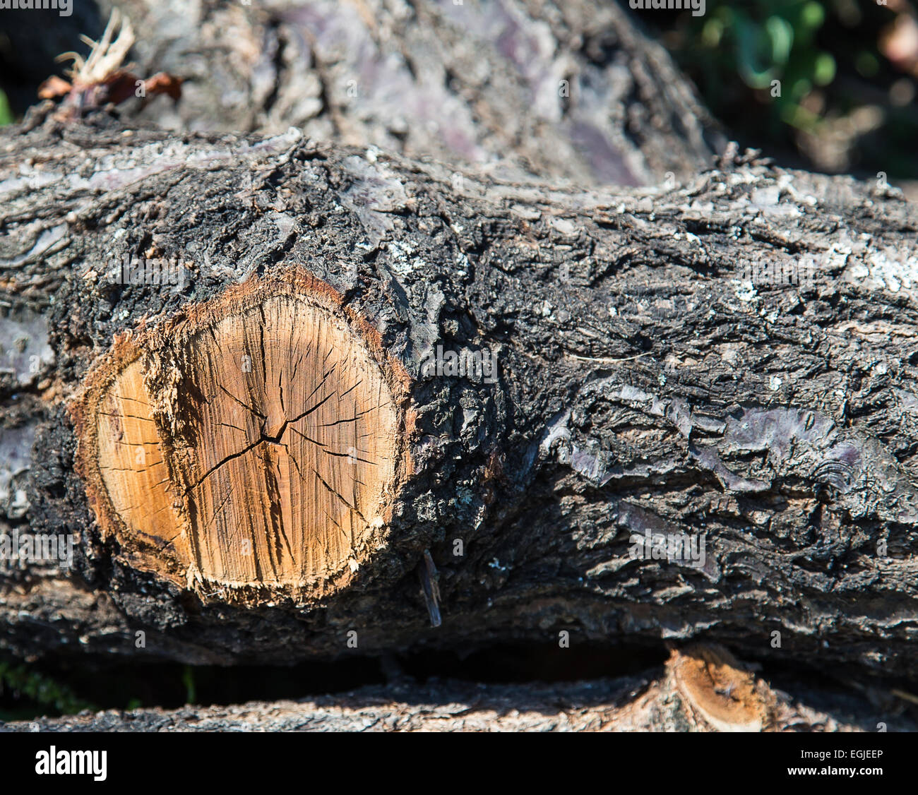 wood cut texture stump bark Stock Photo - Alamy