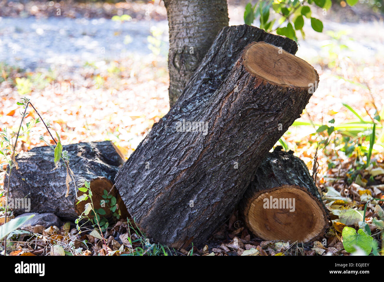 wood cut texture stump bark Stock Photo - Alamy