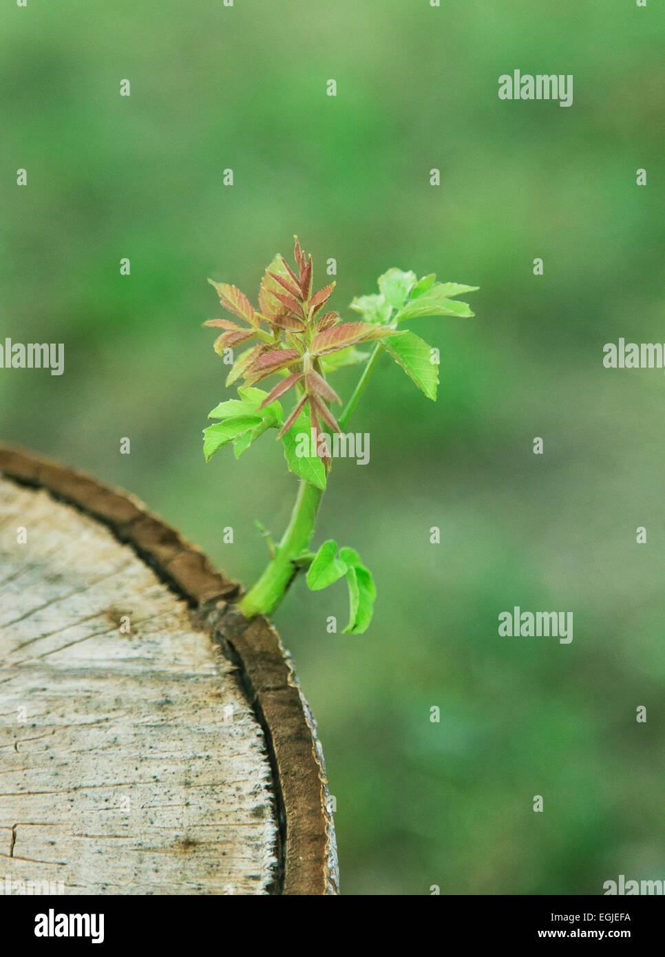 sprout walnut on a green background Stock Photo - Alamy