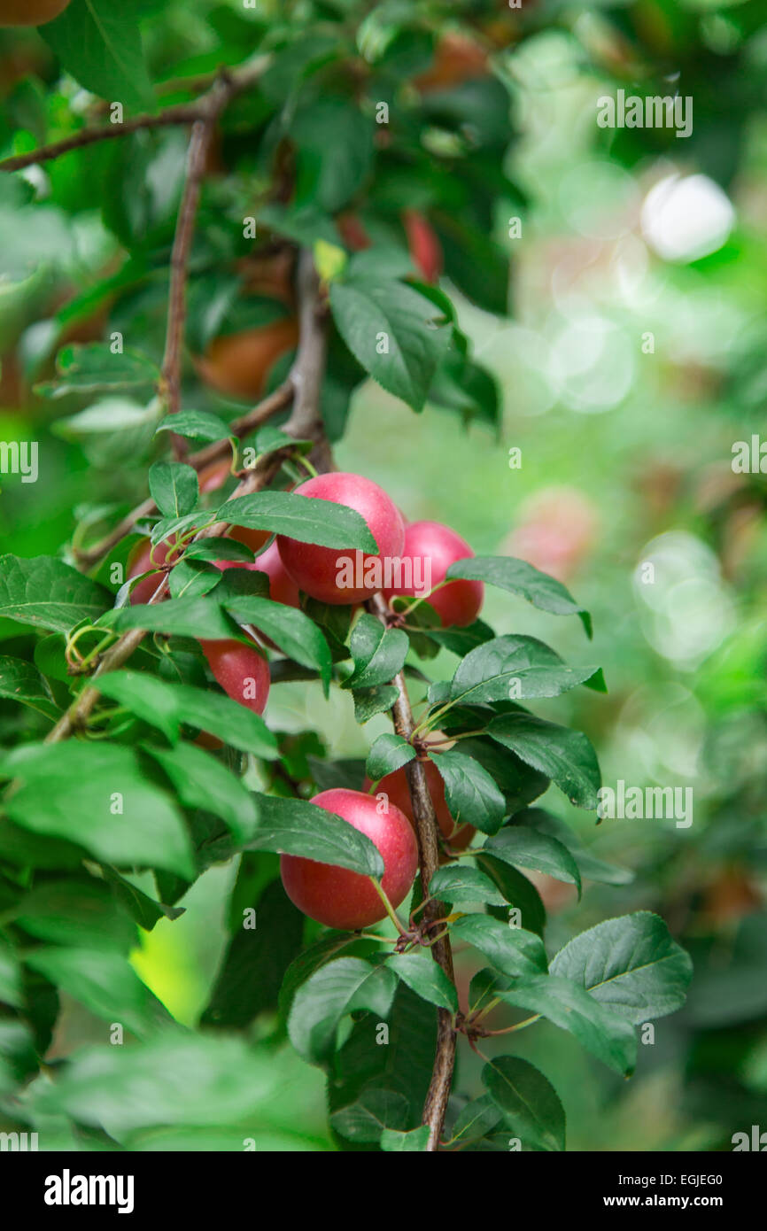 Image ripe red apples hi-res stock photography and images - Alamy