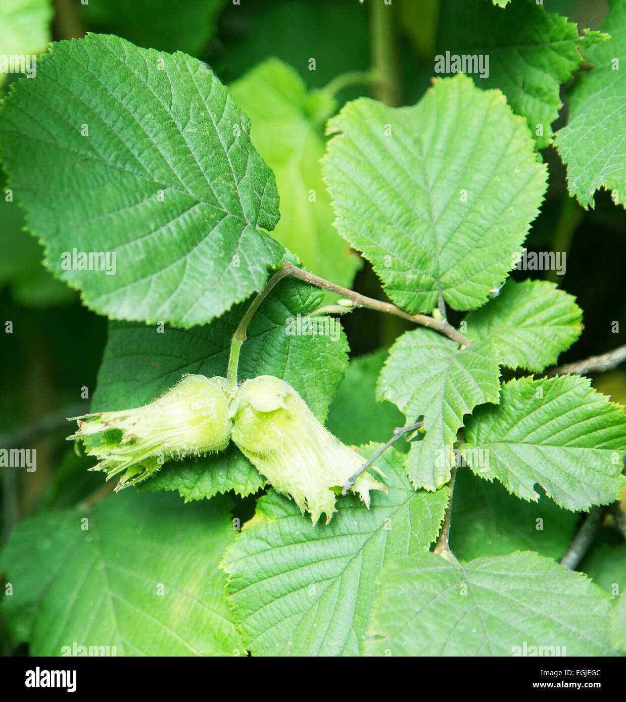 hazelnut green tree in the garden Stock Photo - Alamy