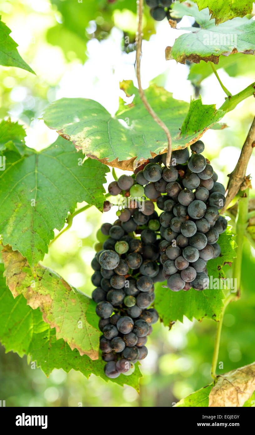 blue bunches of ripe grapes Stock Photo - Alamy