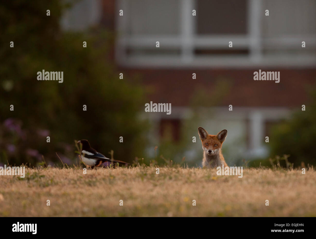 Urban Red Fox, Vulpes vulpes, London, UK Stock Photo - Alamy