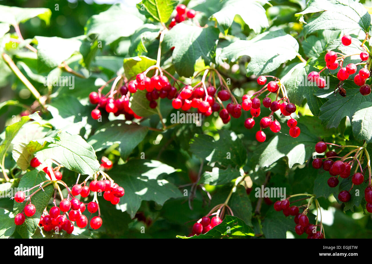 Red rowan tree leaves hi-res stock photography and images - Alamy