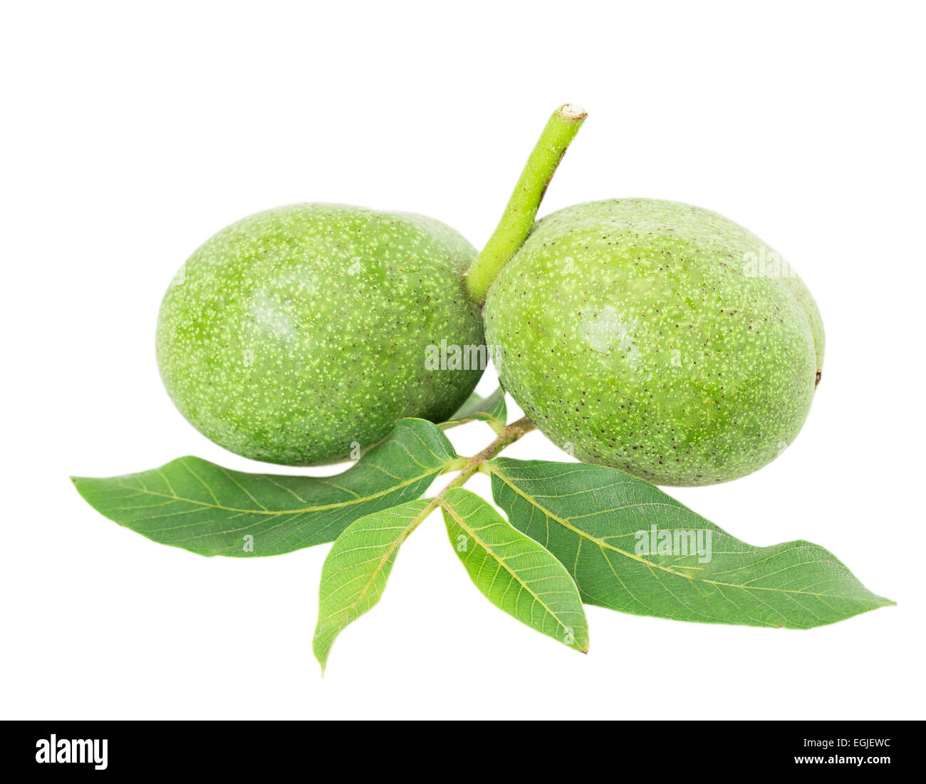 green walnuts isolated on white background Stock Photo - Alamy
