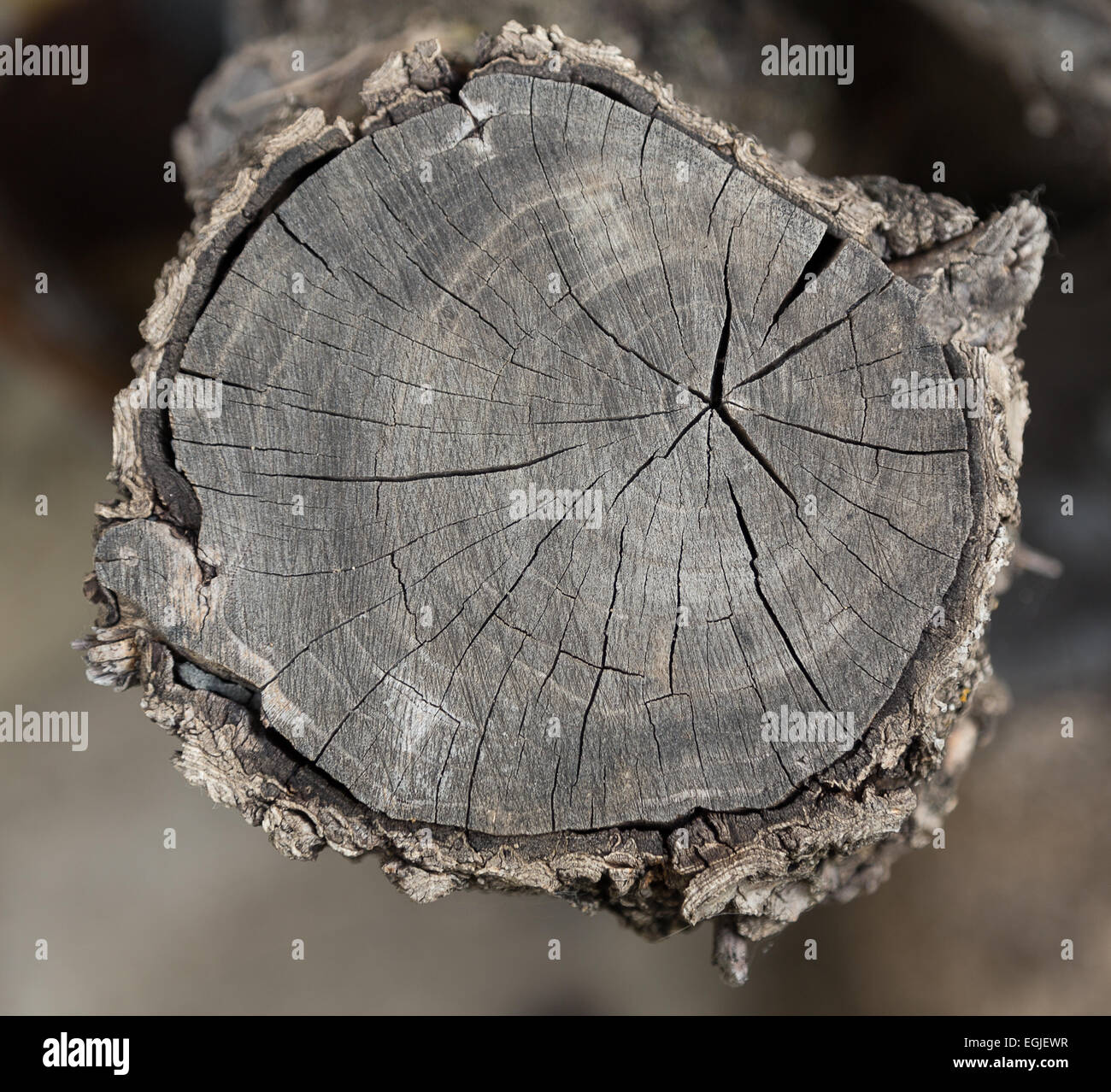 Wood circle texture slice background Stock Photo - Alamy