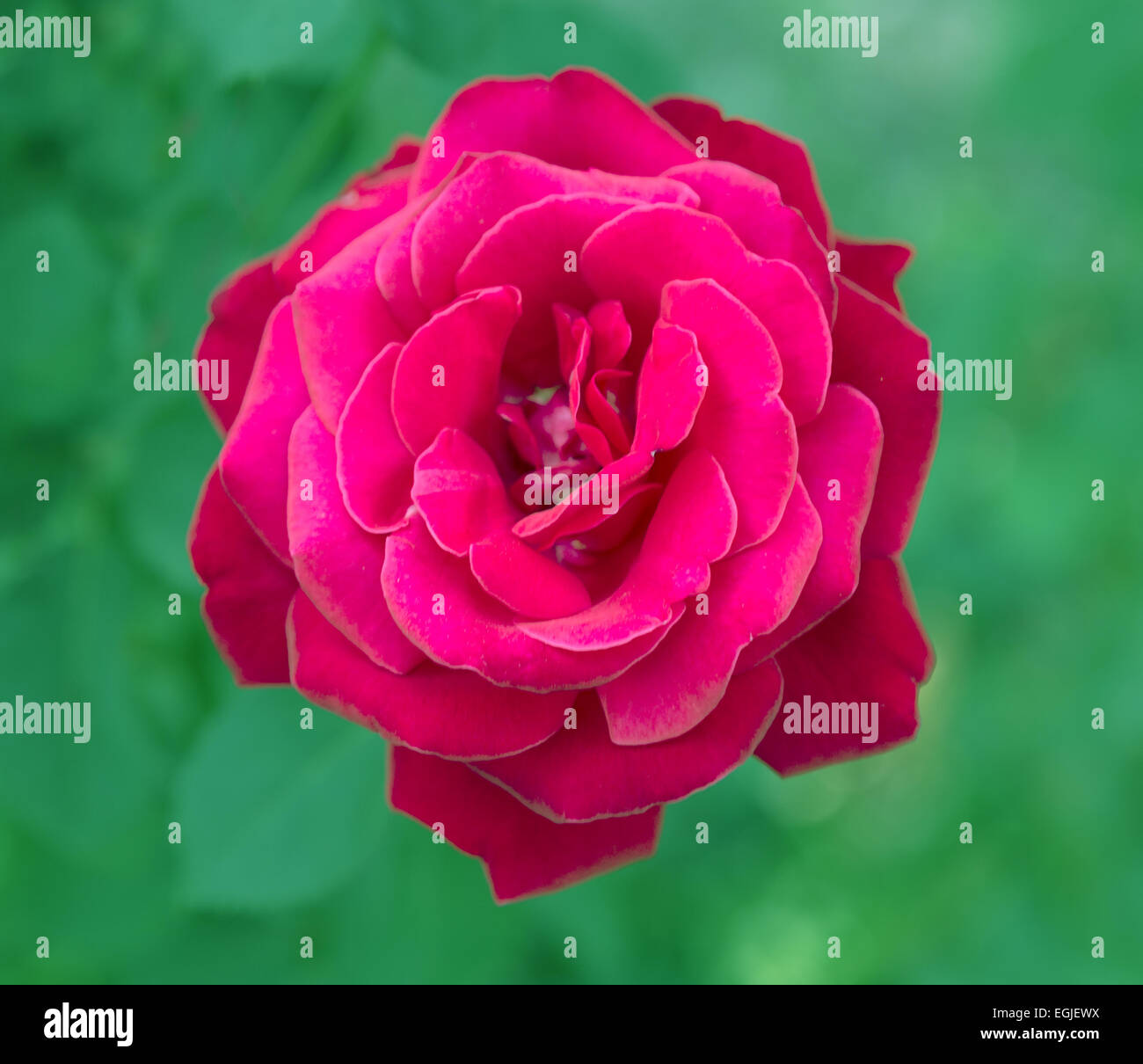 rose green background bud blooms Stock Photo - Alamy