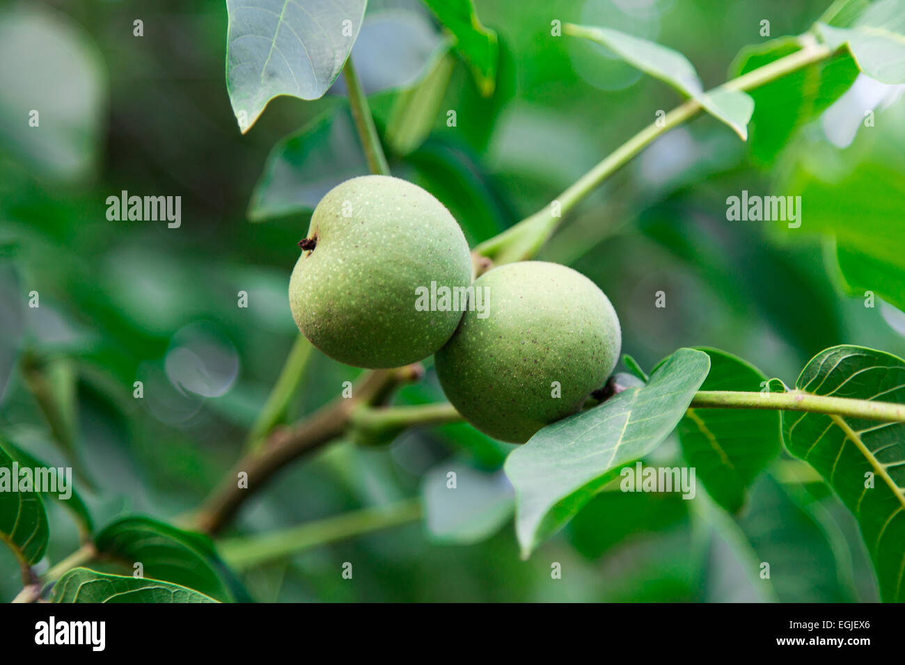 green walnut on the tree Stock Photo - Alamy