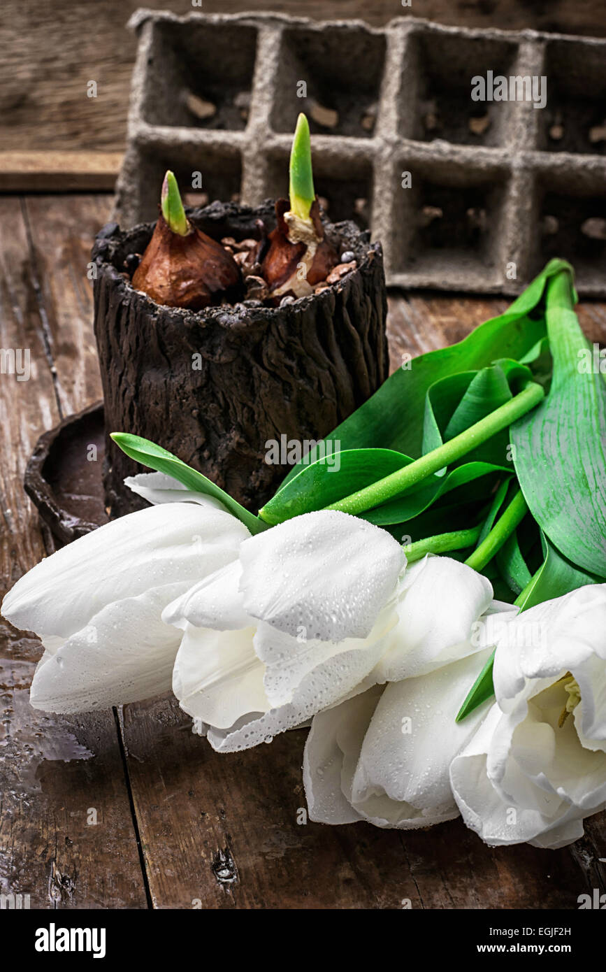 sprouted bulbs on white background fresh cut tulips Stock Photo - Alamy
