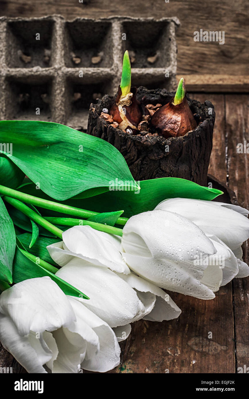 sprouted bulbs on white background fresh cut tulips Stock Photo - Alamy