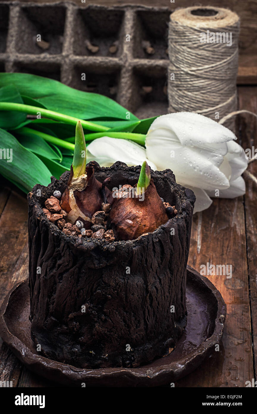 sprouted bulbs on white background fresh cut tulips Stock Photo - Alamy