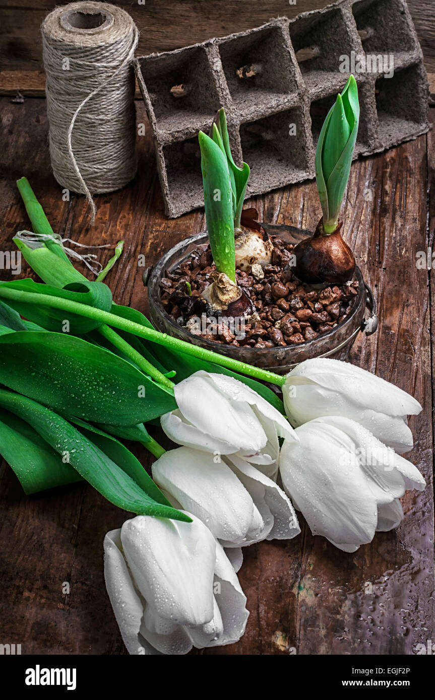 sprouted bulbs on white background fresh cut tulips Stock Photo - Alamy