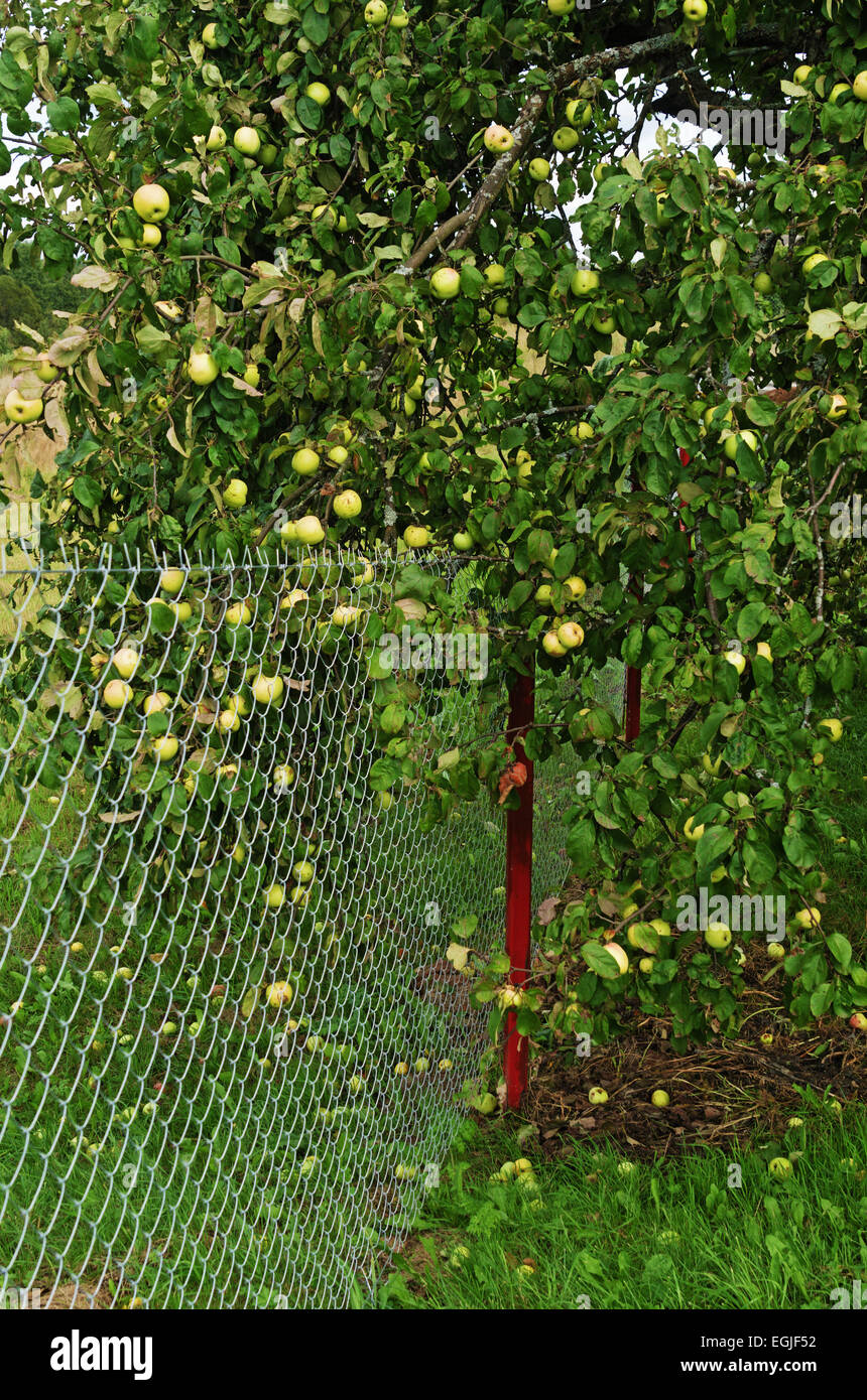 Apple-tree and iron grid fence in village garden Stock Photo - Alamy
