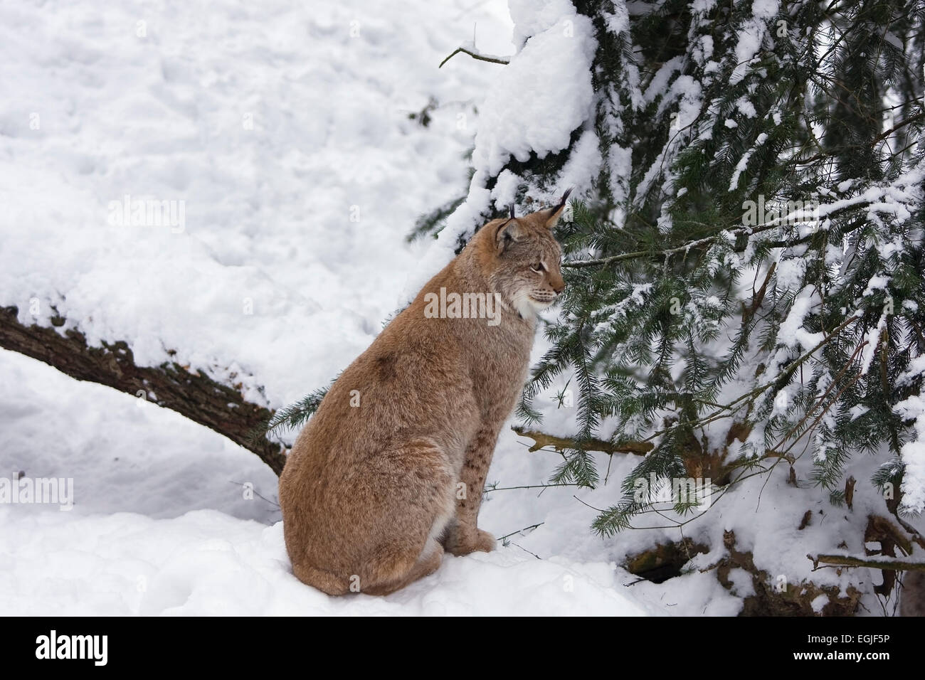Lynxes lynx in snow hi-res stock photography and images - Alamy