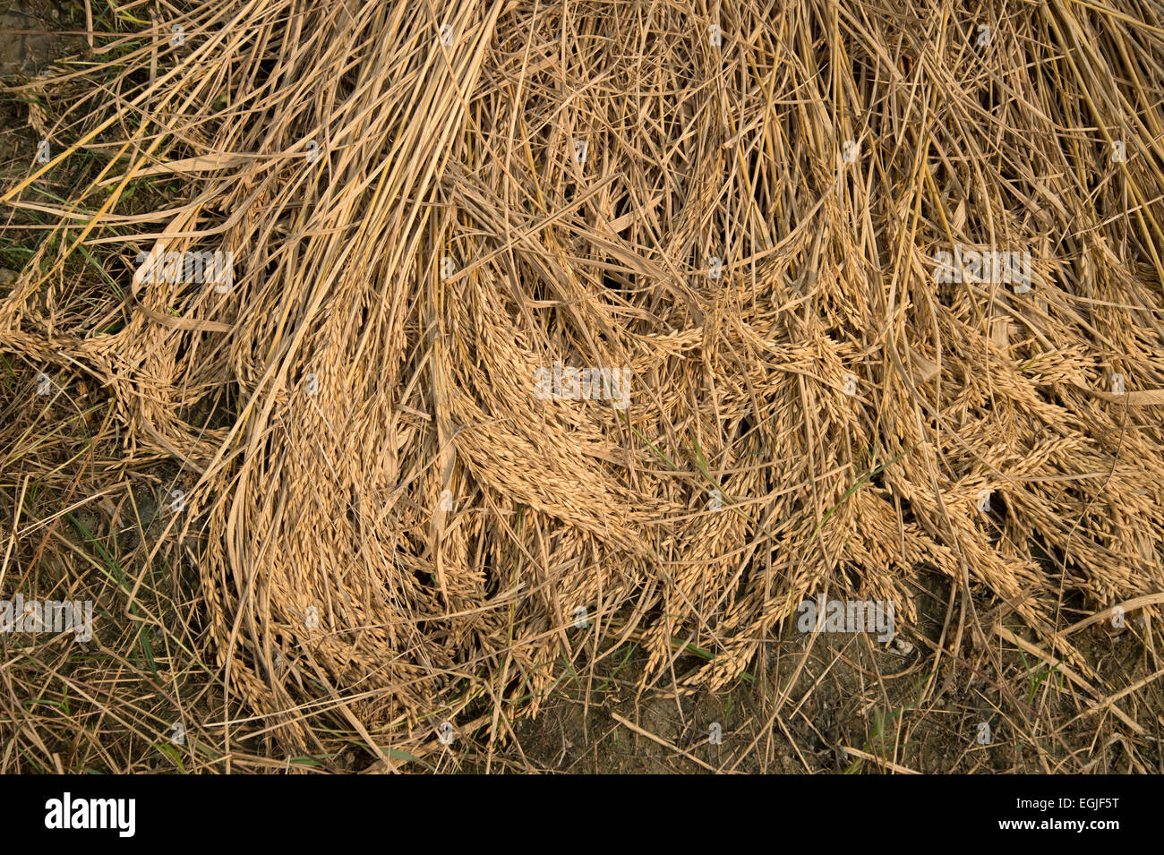 Bihar. India. Mastichak village. Harvested rice Stock Photo - Alamy