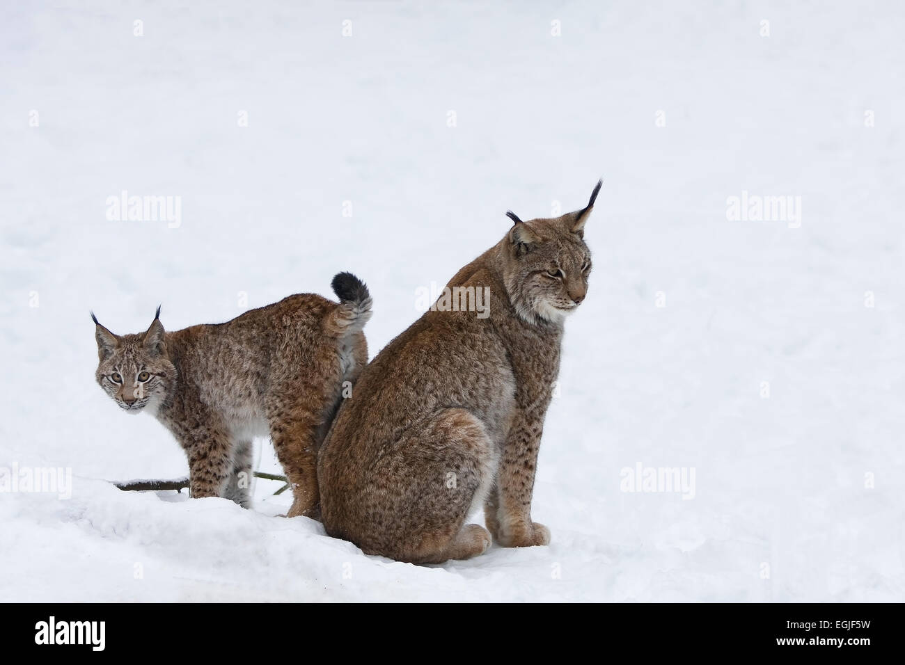 Lynxes lynx in snow hi-res stock photography and images - Alamy
