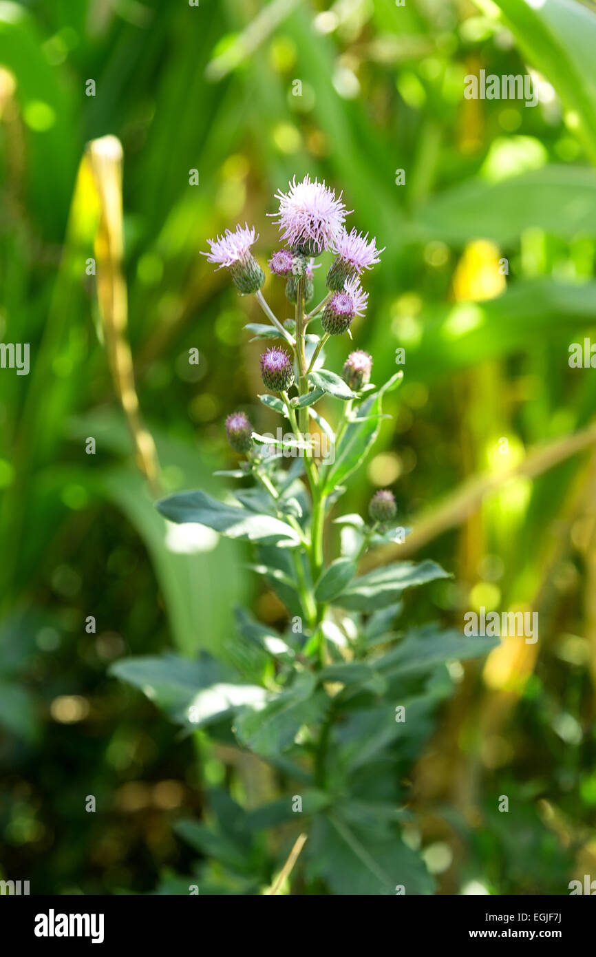 thorn weed plant in the garden Stock Photo - Alamy